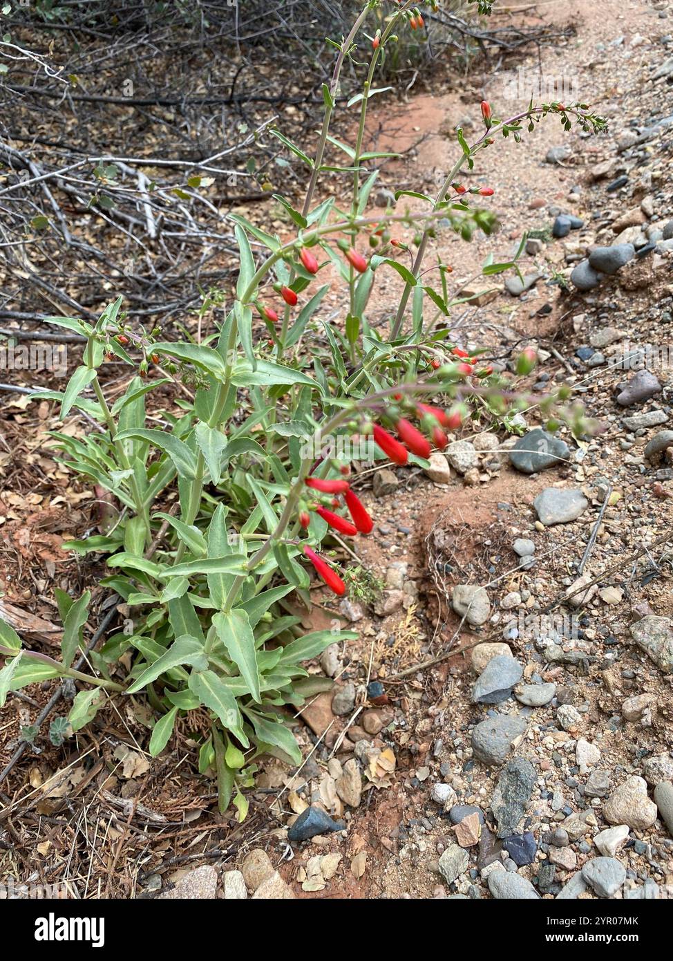 firecracker penstemon (Penstemon eatonii Stock Photo - Alamy