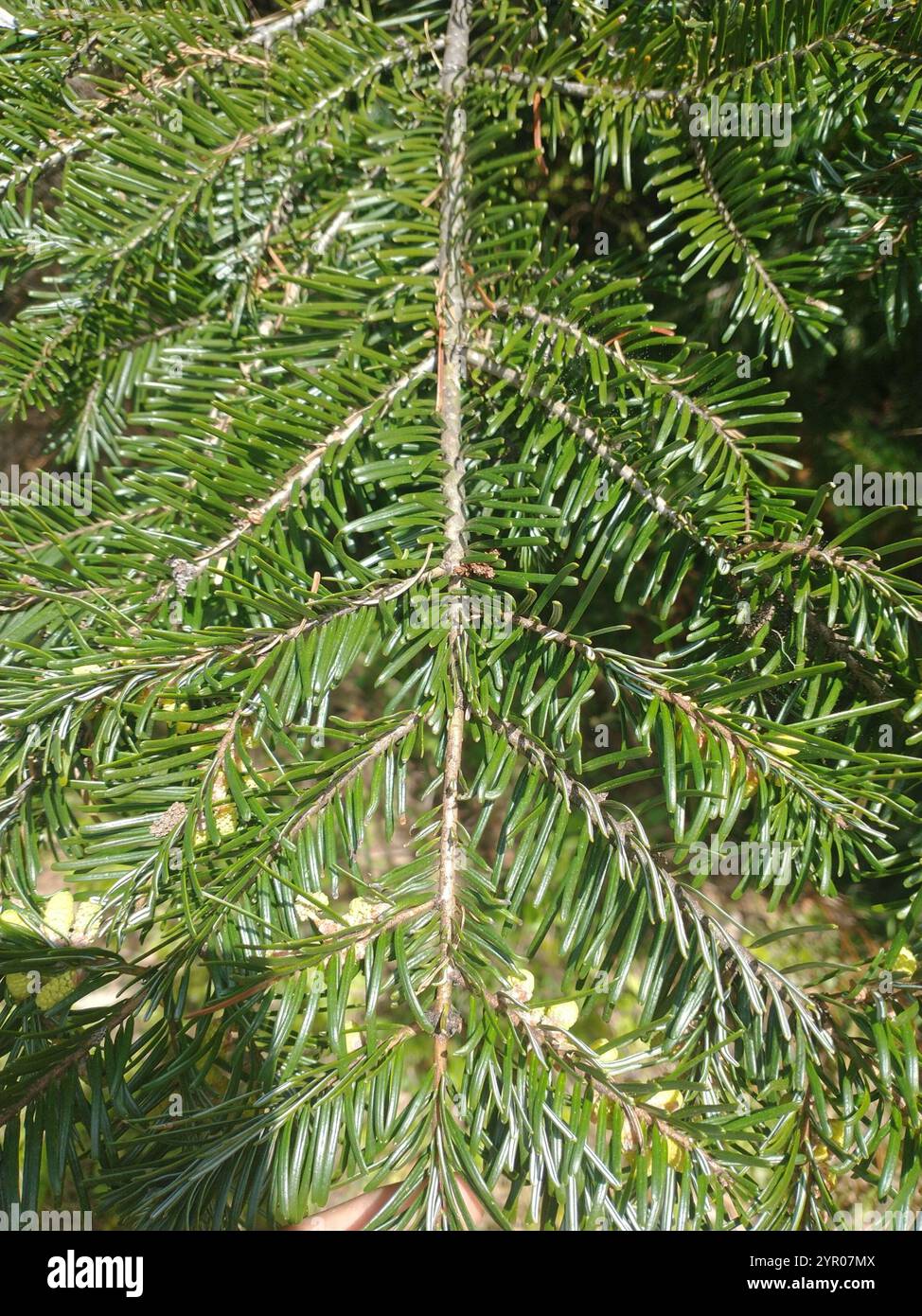 grand fir (Abies grandis Stock Photo - Alamy