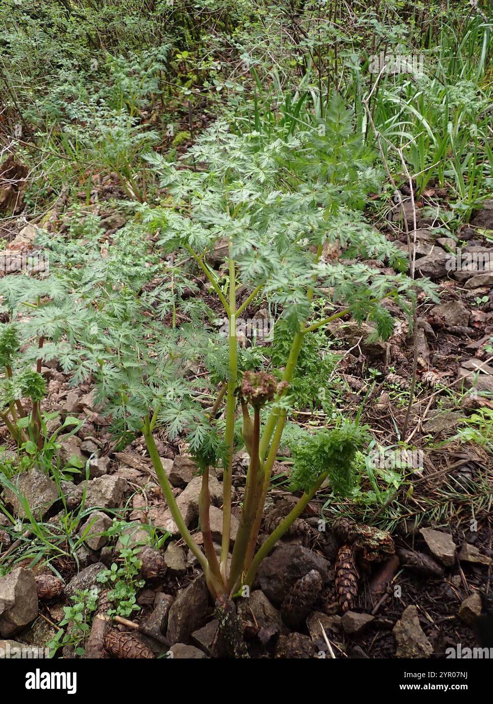 Fernleaf Biscuitroot (Lomatium dissectum Stock Photo - Alamy