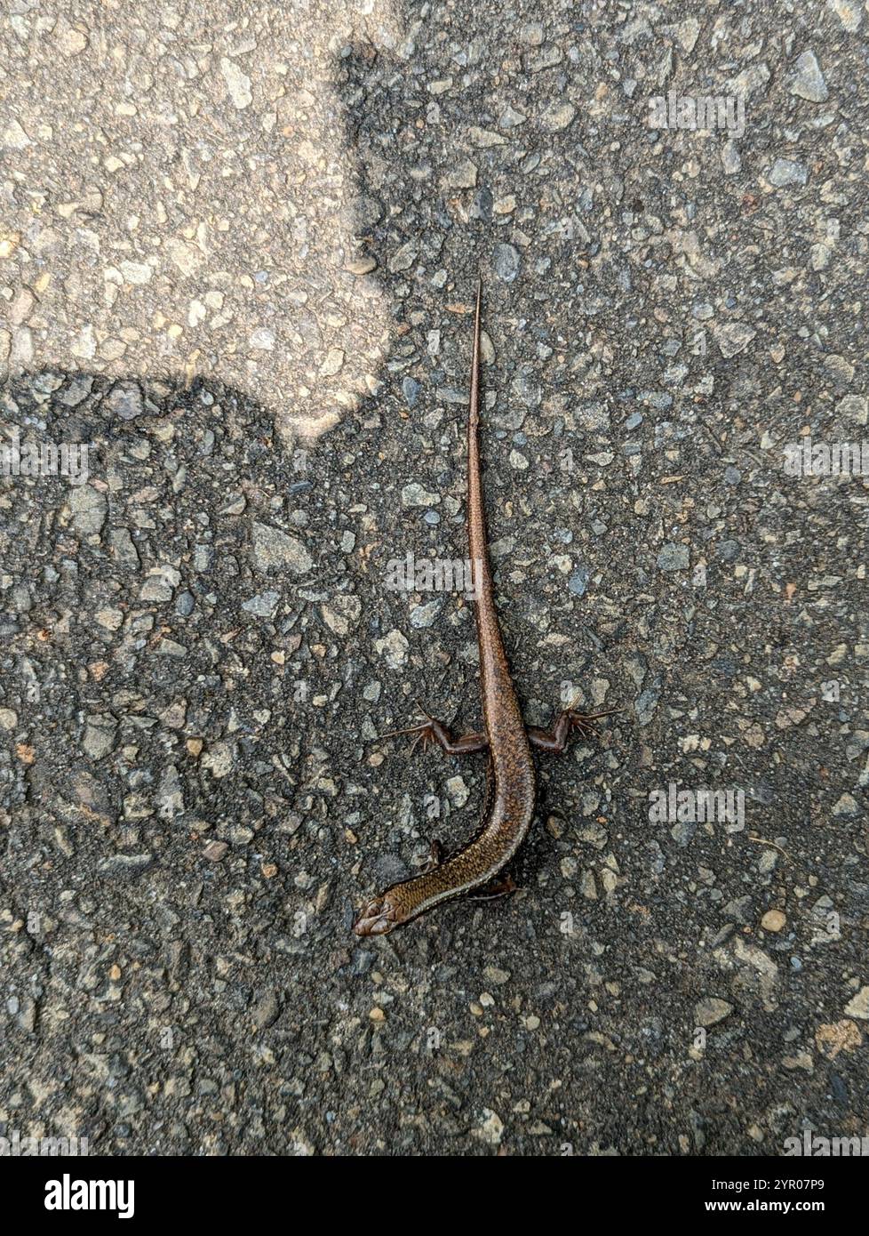 Indian Forest Skink (Sphenomorphus indicus Stock Photo - Alamy