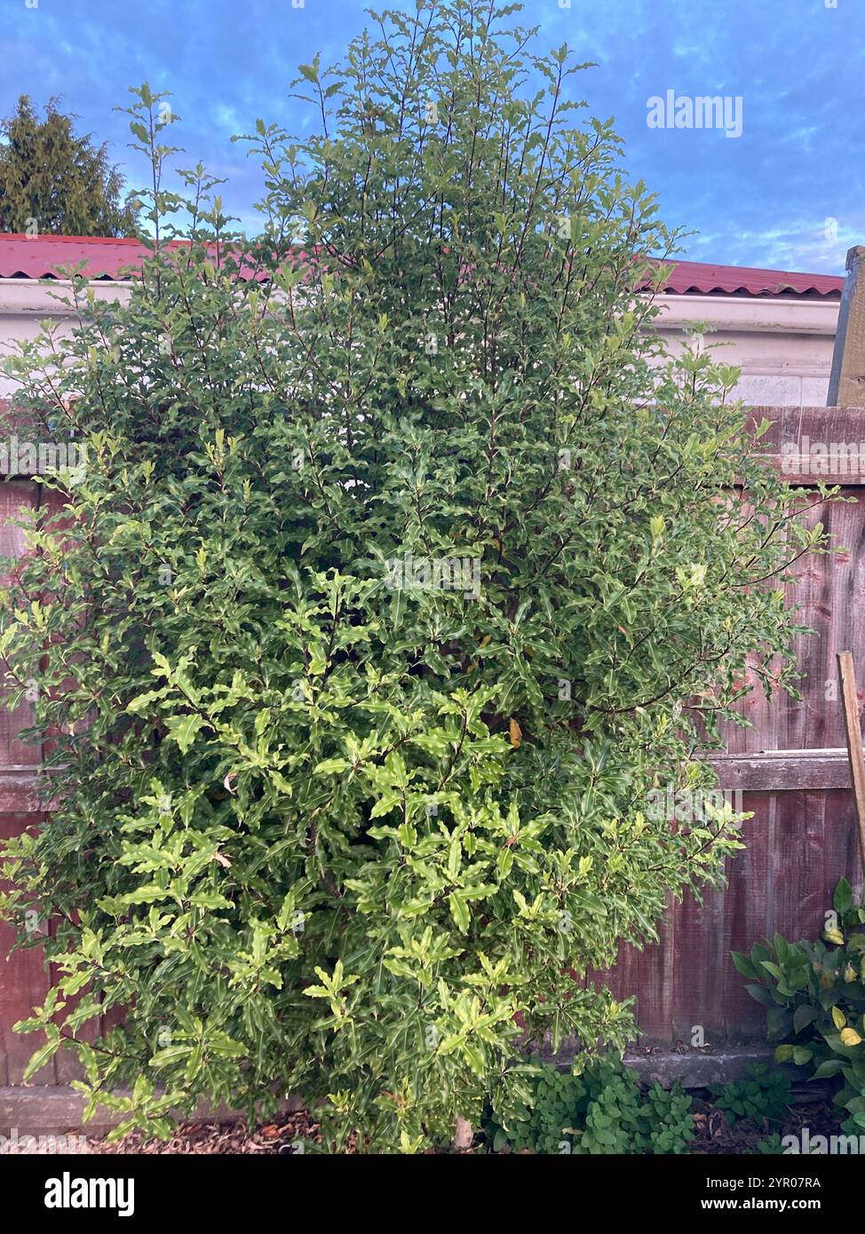 tarata (Pittosporum eugenioides Stock Photo - Alamy