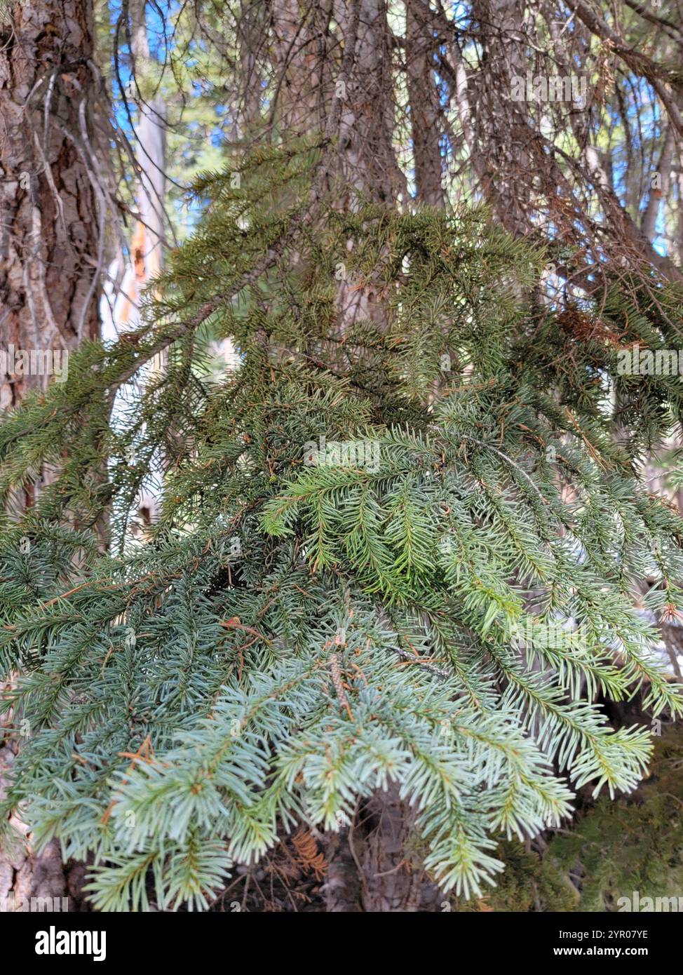 red fir (Abies magnifica Stock Photo - Alamy