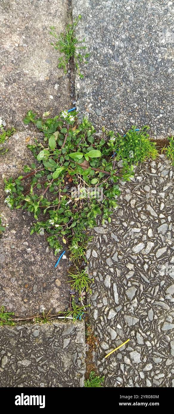 common chickweed (Stellaria media Stock Photo - Alamy