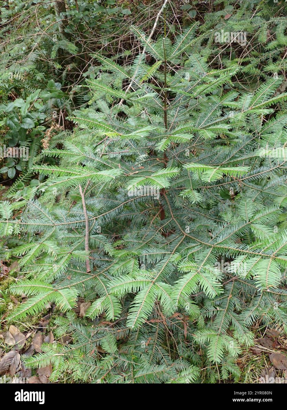 grand fir (Abies grandis Stock Photo - Alamy