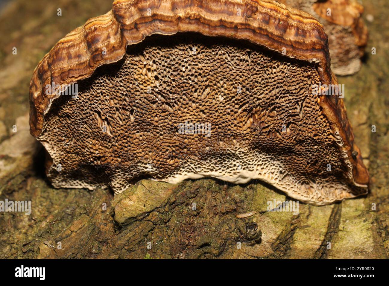 Thin-walled Maze Polypore (Daedaleopsis confragosa Stock Photo - Alamy