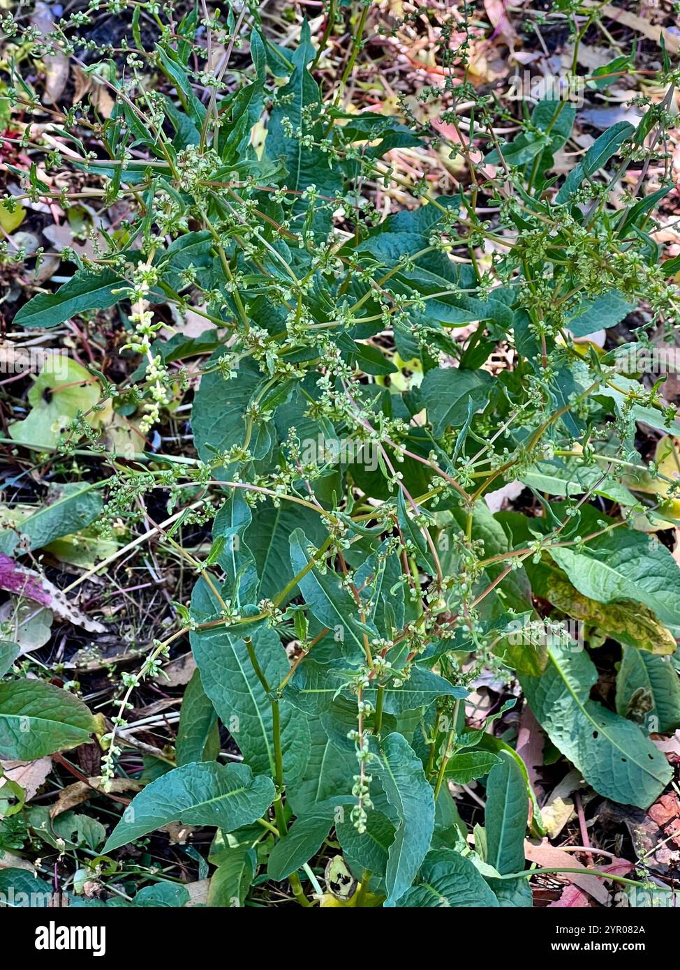 fiddle dock (Rumex pulcher Stock Photo - Alamy