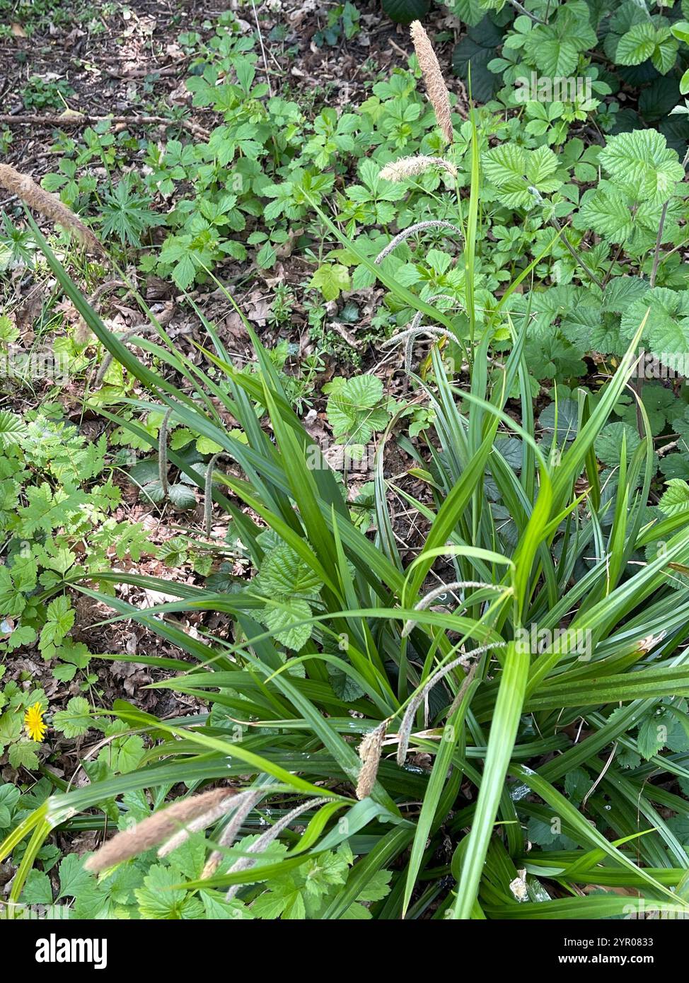 Hanging sedge (Carex pendula Stock Photo - Alamy