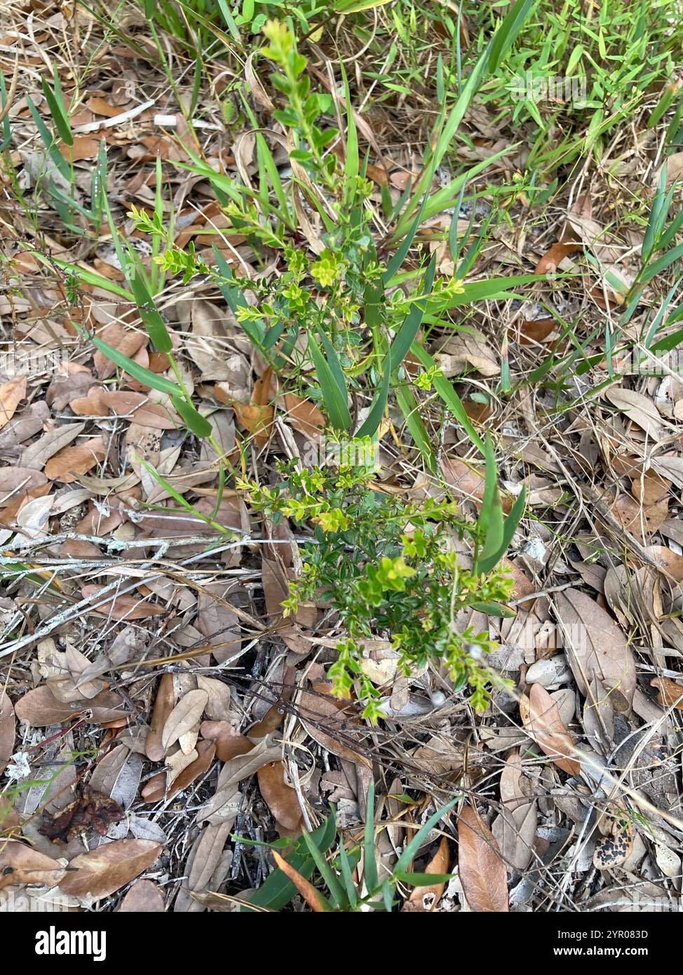 Shiny blueberry (Vaccinium myrsinites Stock Photo - Alamy