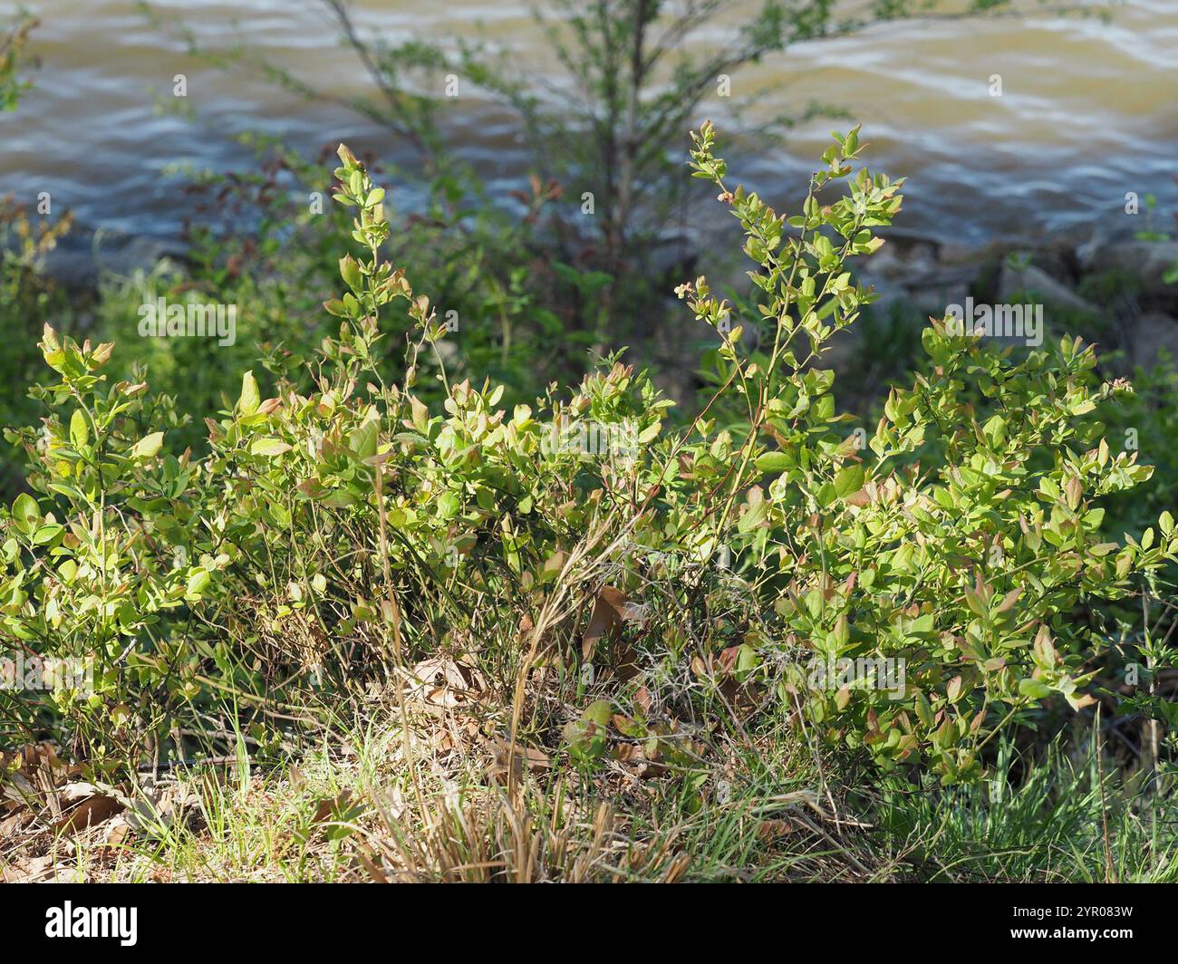Early Lowbush Blueberry (Vaccinium pallidum Stock Photo - Alamy
