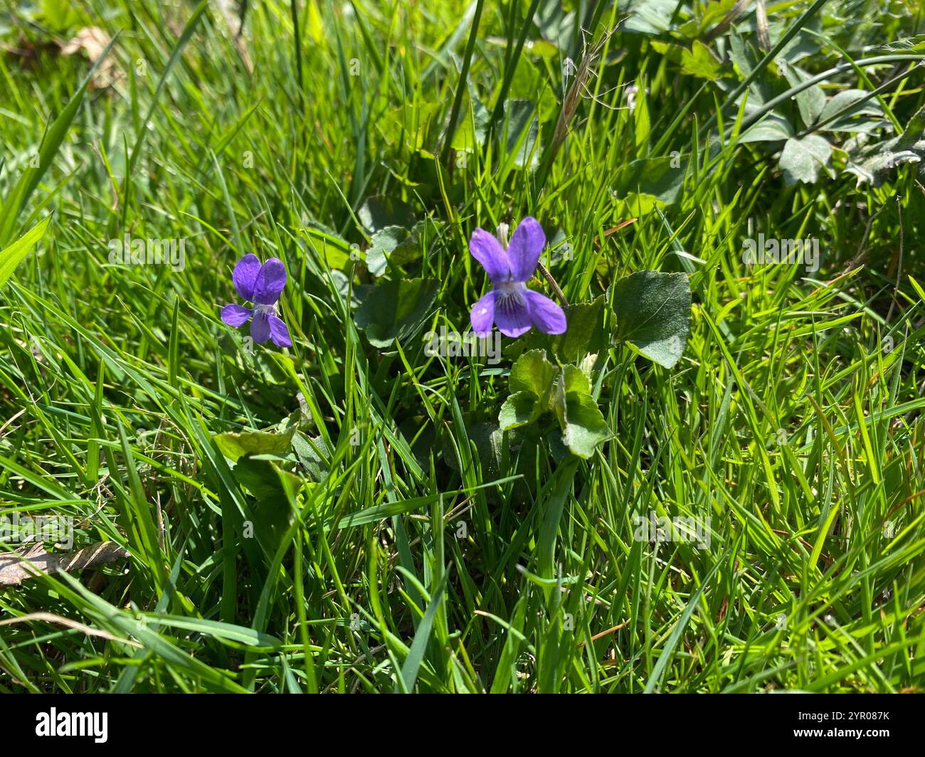 common dog-violet (Viola riviniana Stock Photo - Alamy