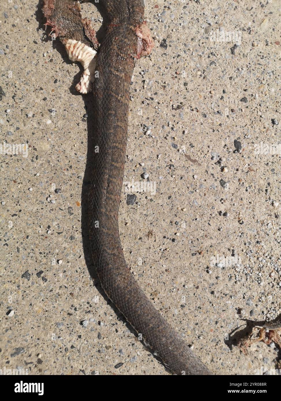 Northern Watersnake (Nerodia sipedon sipedon Stock Photo - Alamy