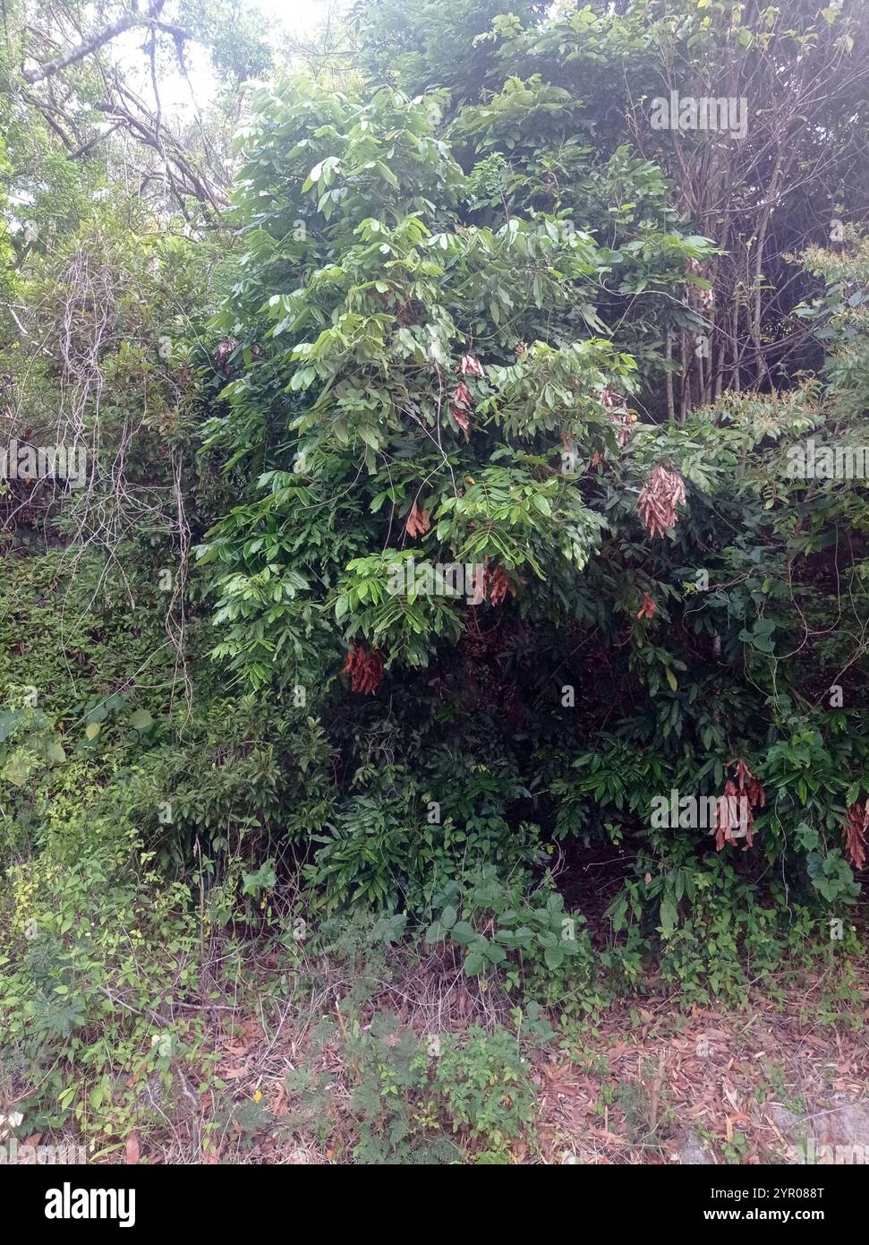 Cabbage bark hi-res stock photography and images - Alamy