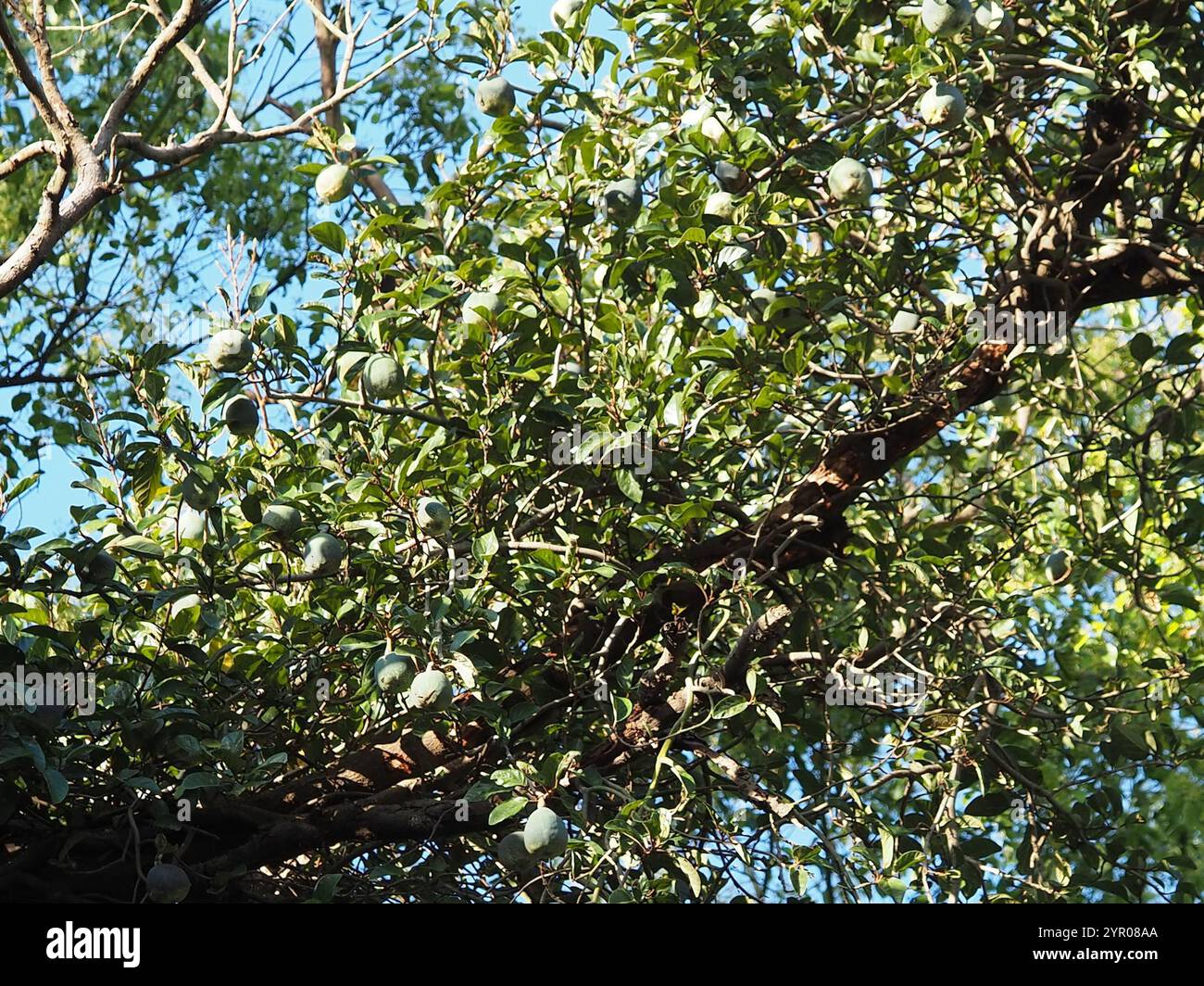 Climbing fig (Ficus pumila Stock Photo - Alamy