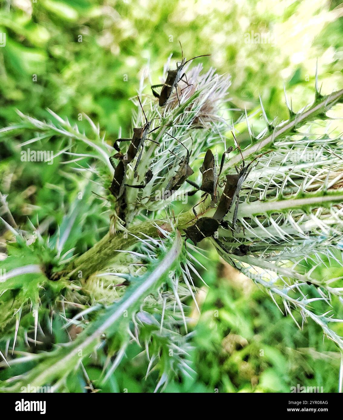 Eastern Leaf-footed Bug (Leptoglossus phyllopus Stock Photo - Alamy