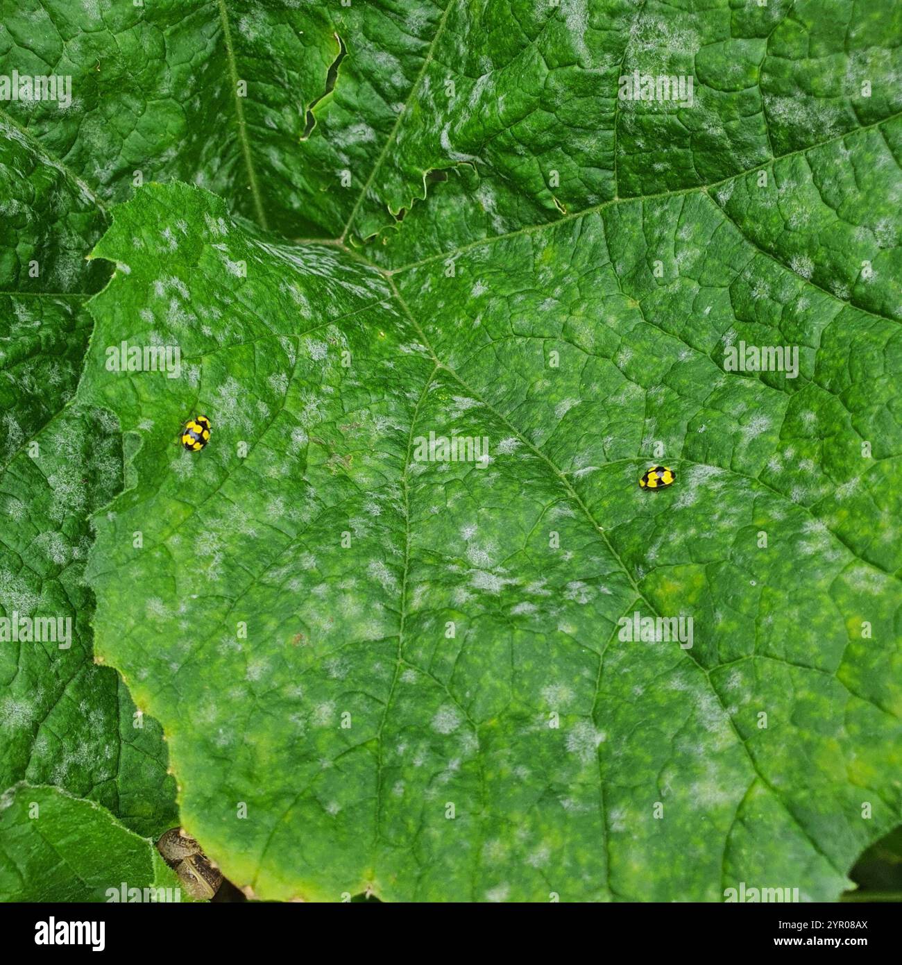 Fungus-eating ladybird (Illeis galbula Stock Photo - Alamy