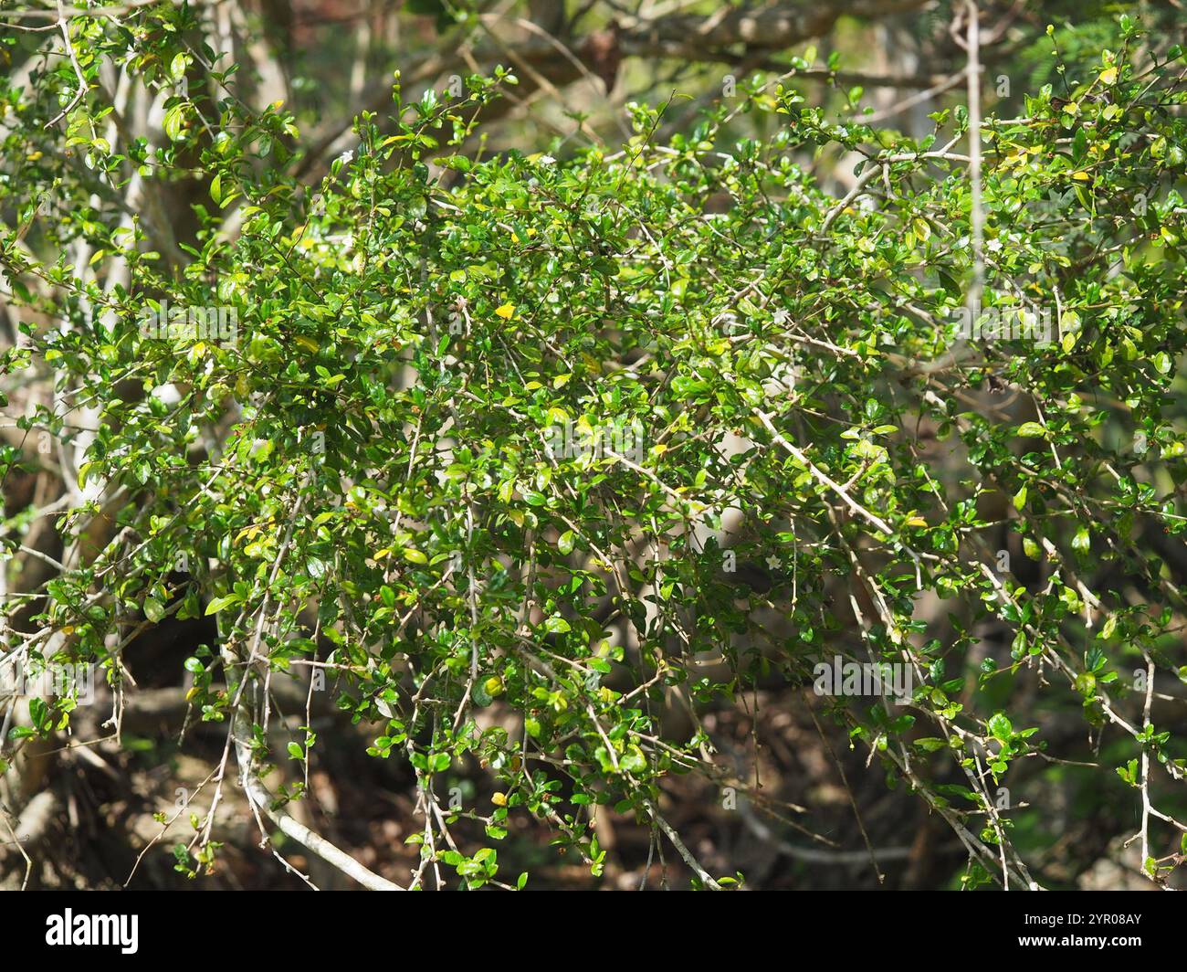 Fukien tea tree (Ehretia microphylla Stock Photo - Alamy