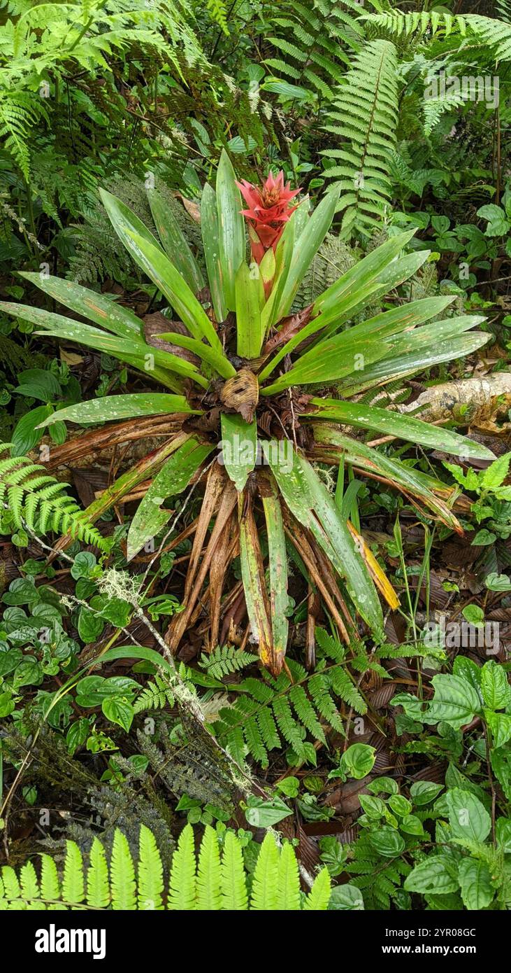 Scarlet-star (Guzmania lingulata Stock Photo - Alamy