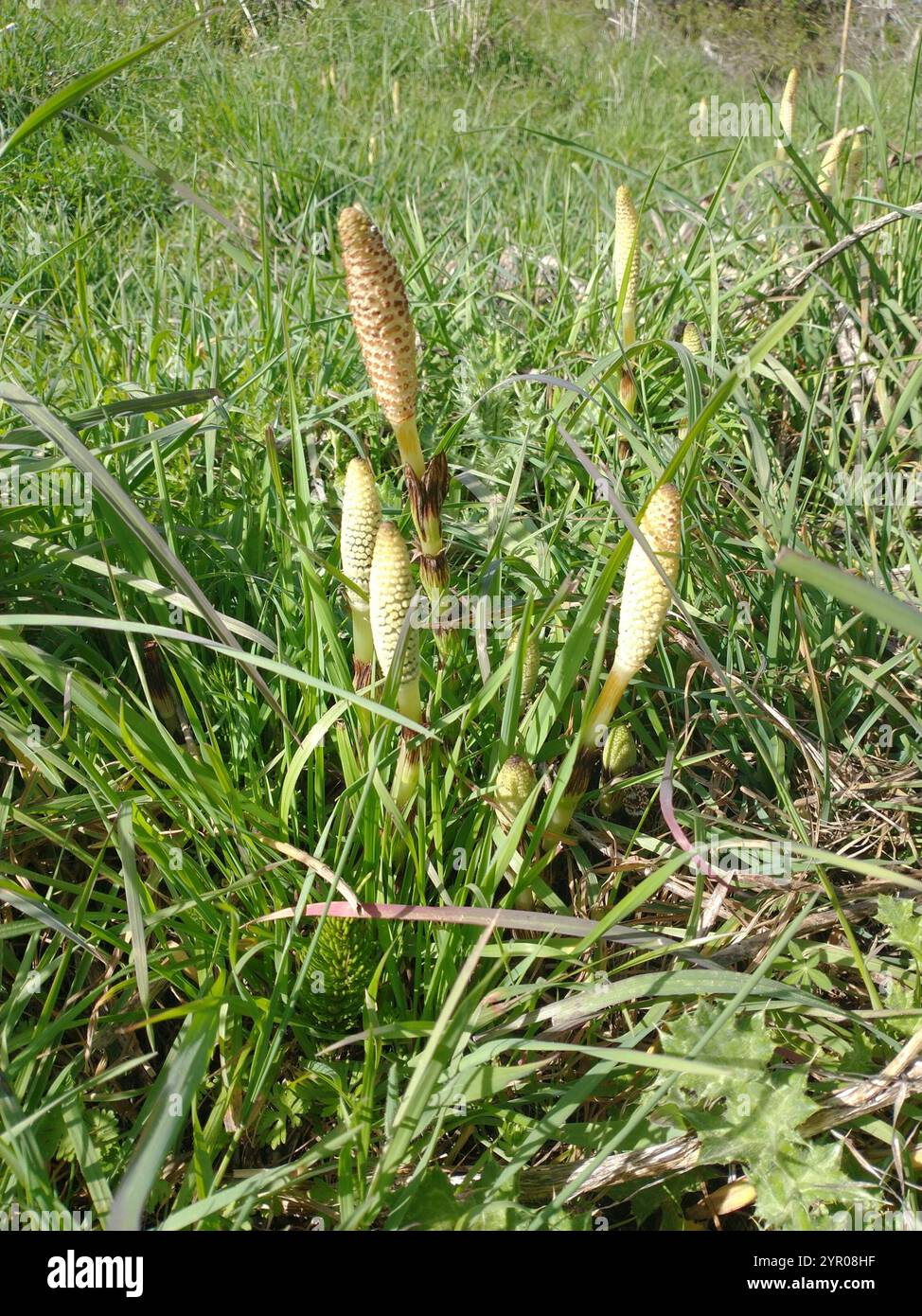 great horsetail (Equisetum telmateia Stock Photo - Alamy
