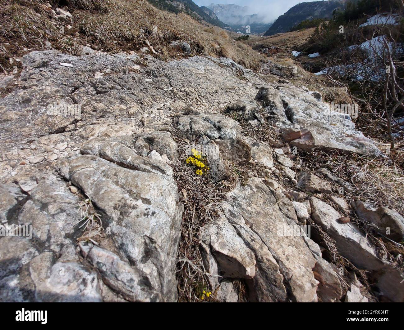 Yellow Whitlow-grass (Draba aizoides Stock Photo - Alamy