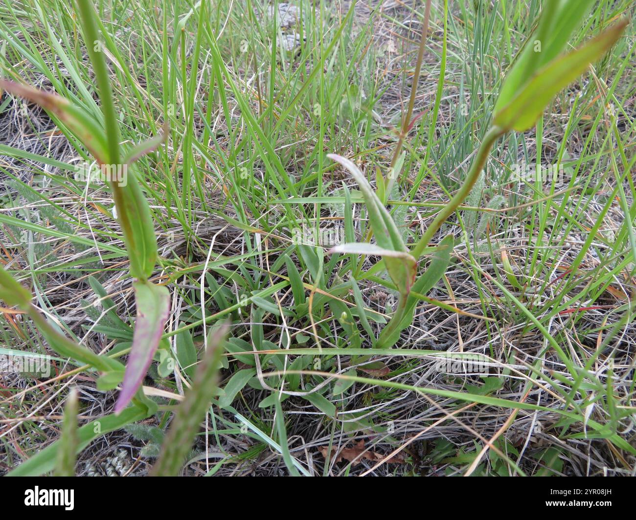 Yellow Beardtongue (Penstemon confertus Stock Photo - Alamy