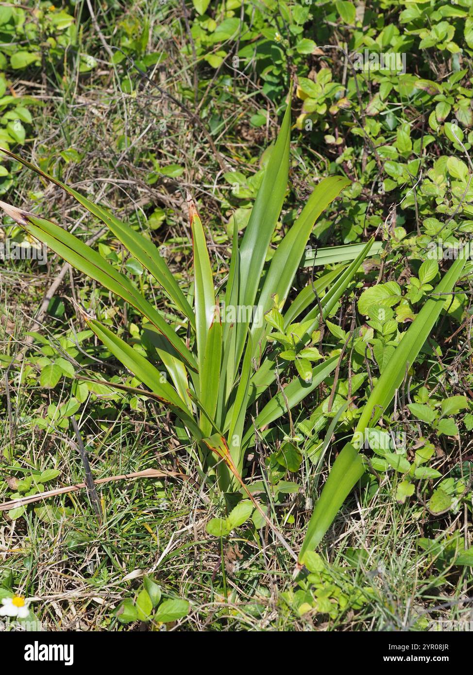 cerulean flax-lily (Dianella ensifolia Stock Photo - Alamy