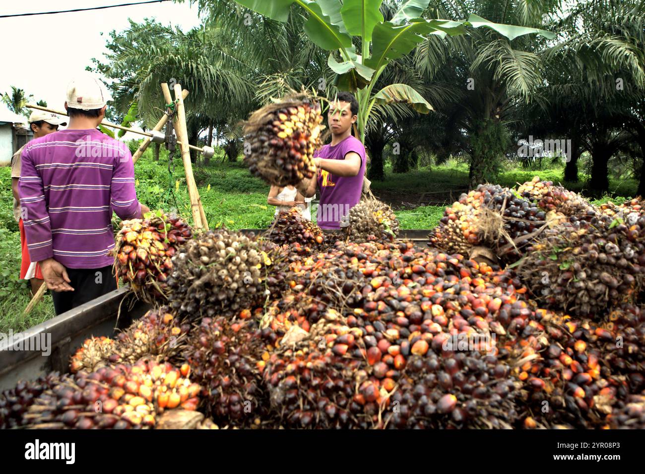 People loading freshly harvested oil palm fruits onto a pick-up truck ...