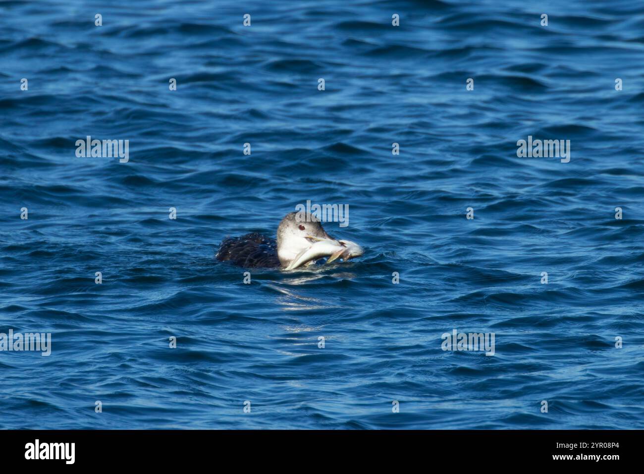 Common loon (Gavia immer), South Beach State Park, Newport, Oregon ...