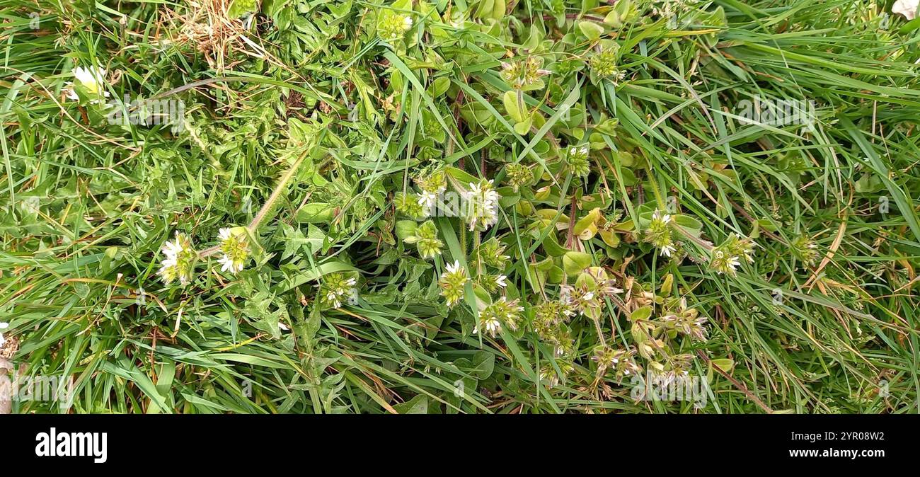 Sticky mouse-ear chickweed (Cerastium glomeratum Stock Photo - Alamy