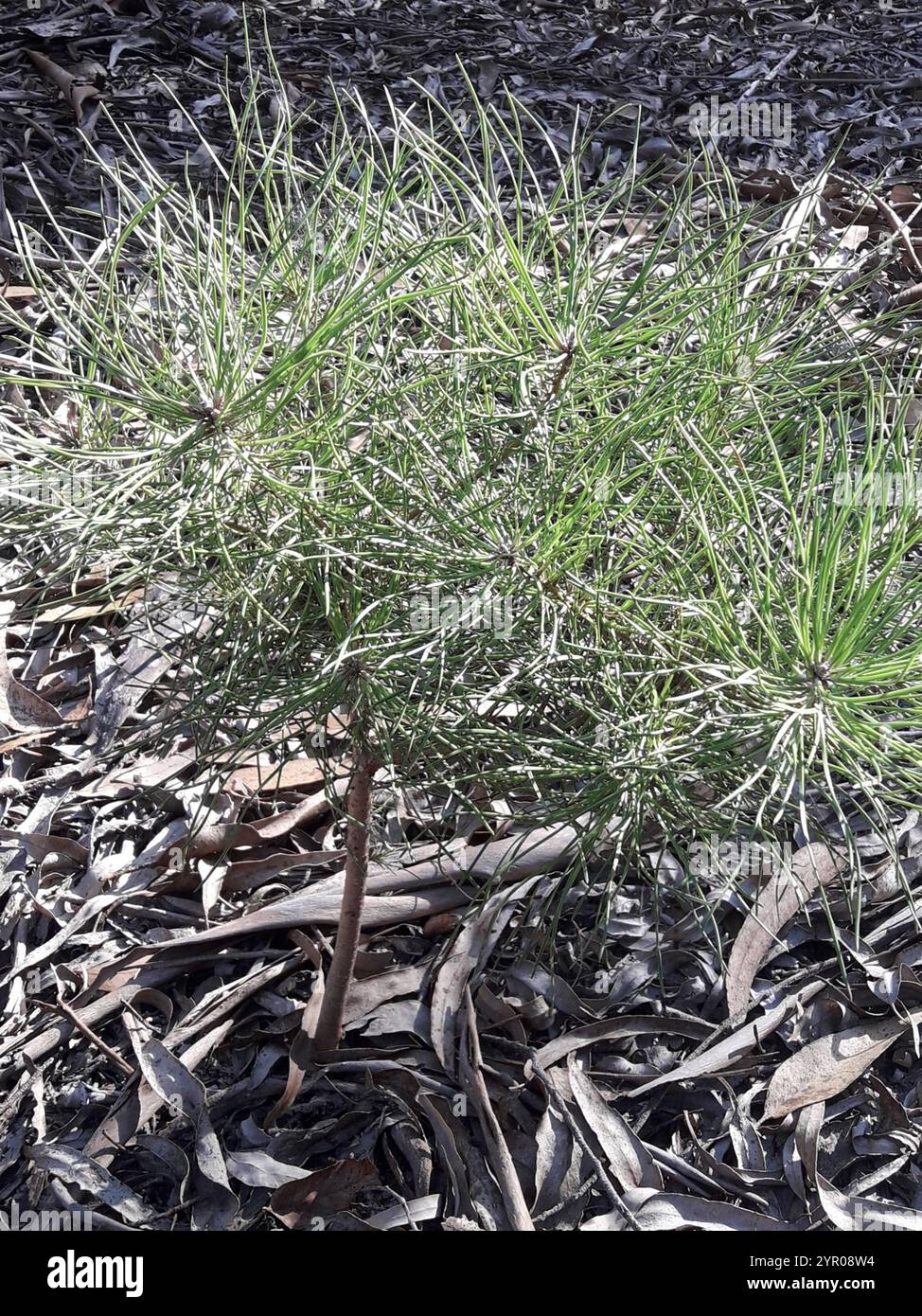 maritime pine (Pinus pinaster Stock Photo - Alamy