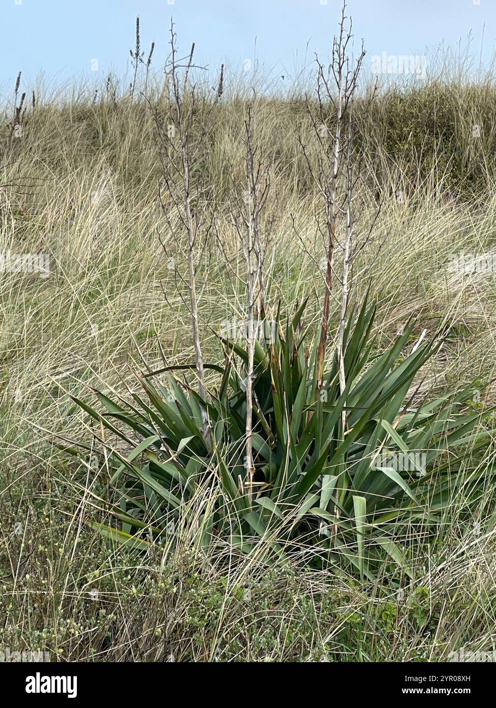 common yucca (Yucca filamentosa Stock Photo - Alamy