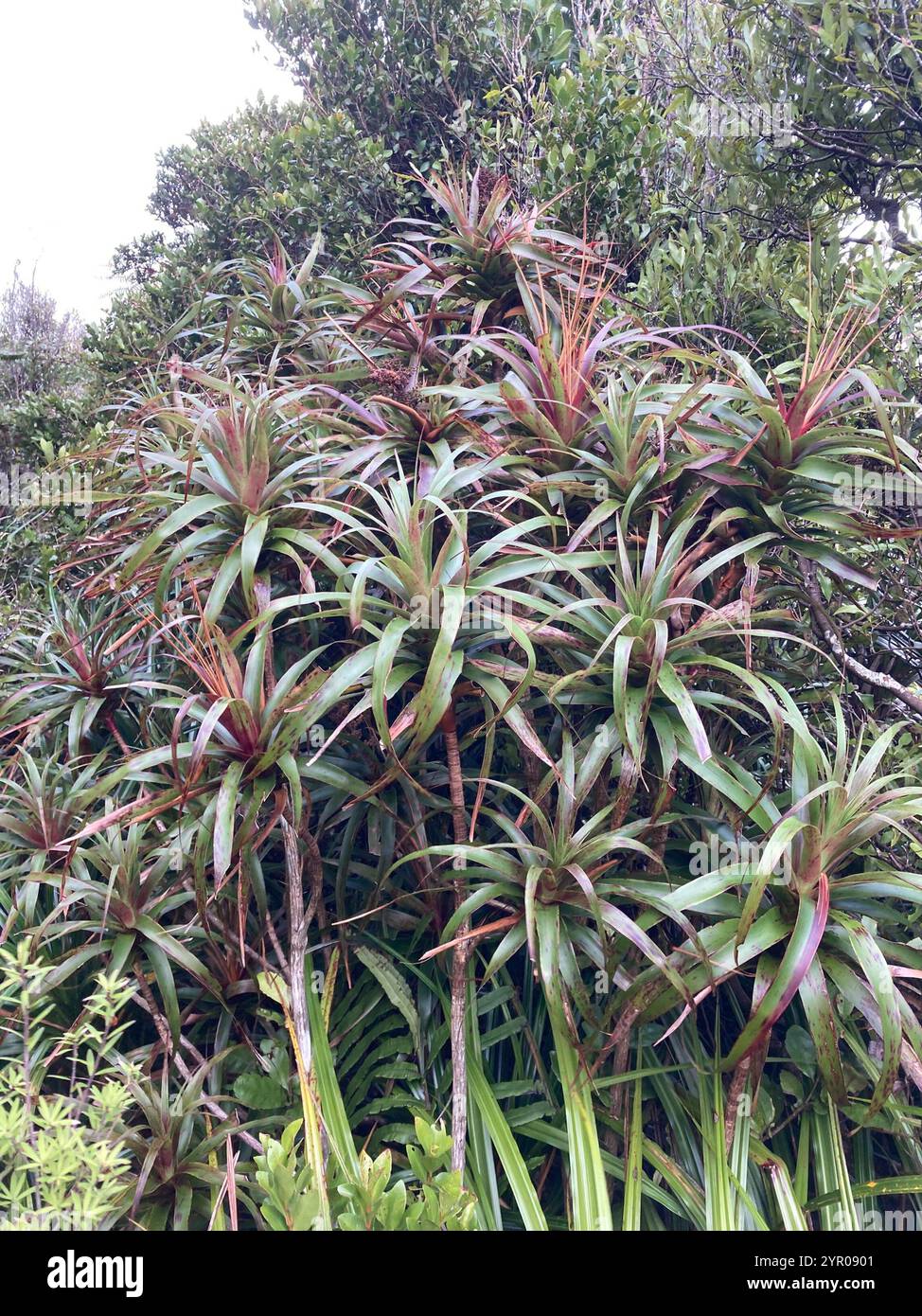 mountain neinei (Dracophyllum traversii Stock Photo - Alamy