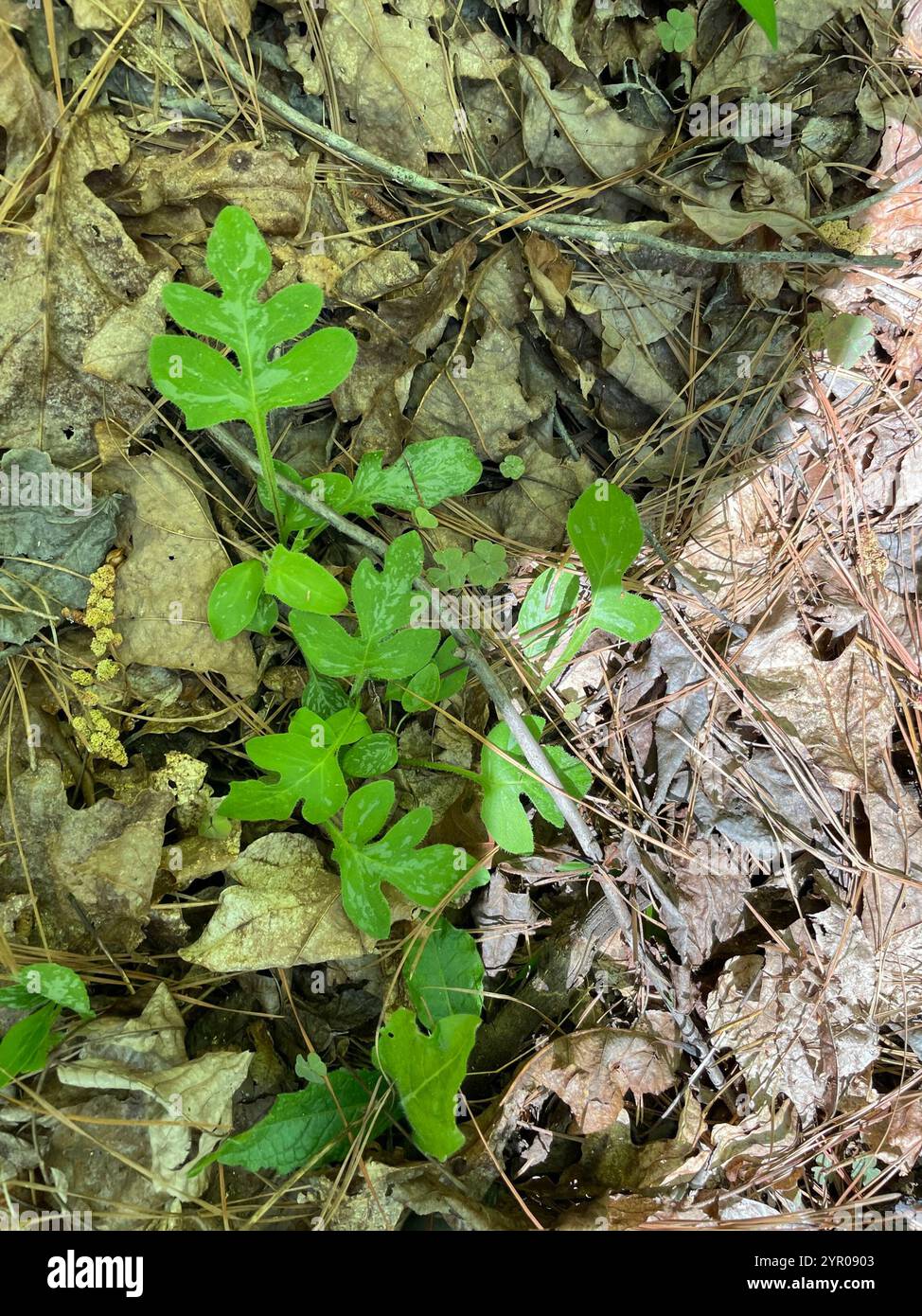 lion's foot rattlesnake root (Nabalus serpentarius Stock Photo - Alamy