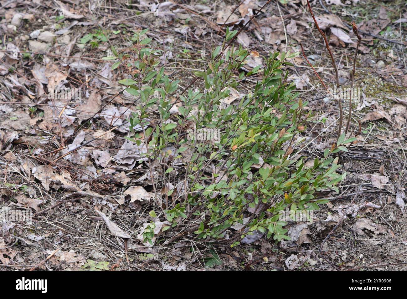 Oregon Boxwood (Paxistima myrsinites Stock Photo - Alamy