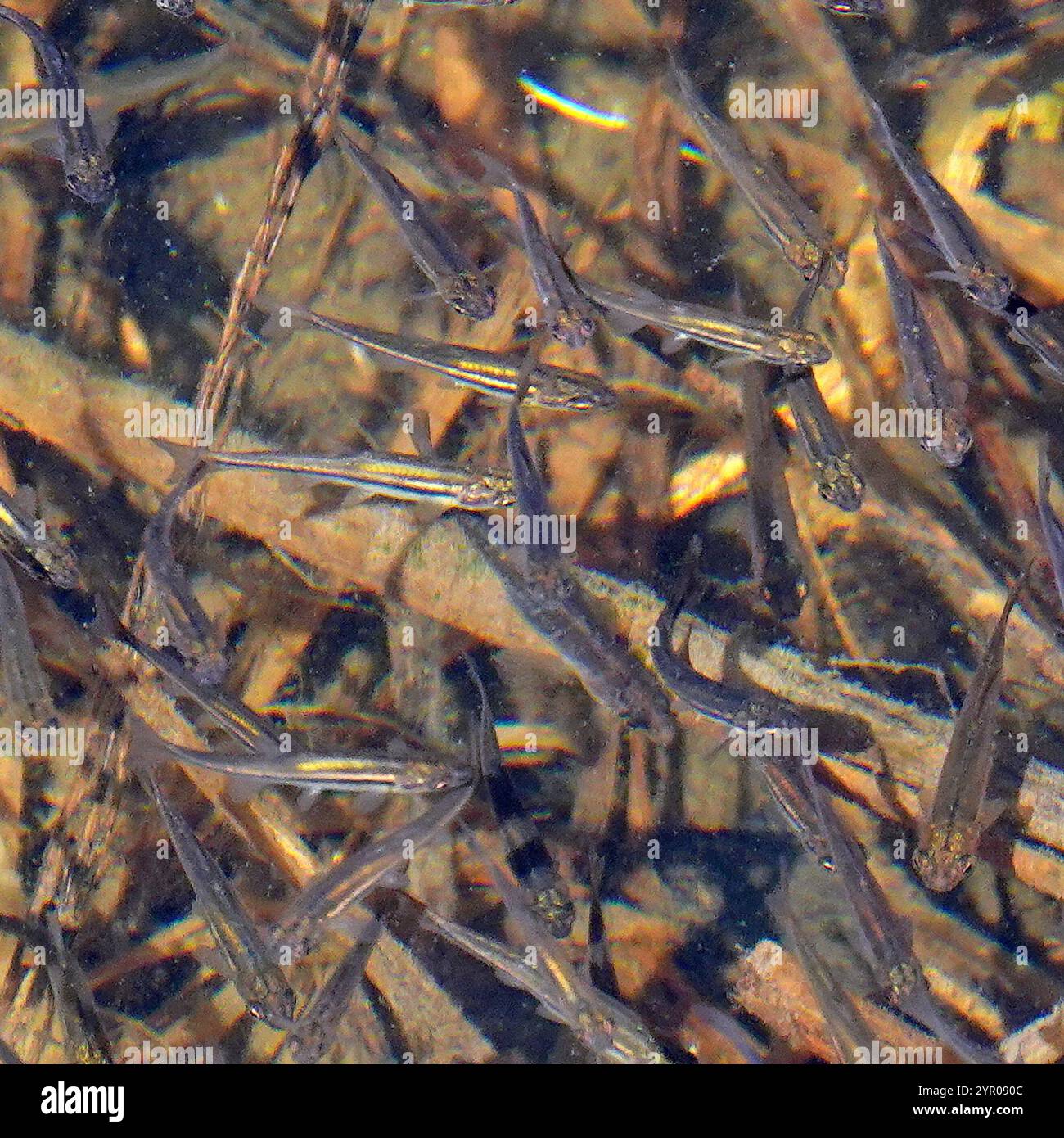 Northern Redbelly Dace (Chrosomus eos Stock Photo - Alamy