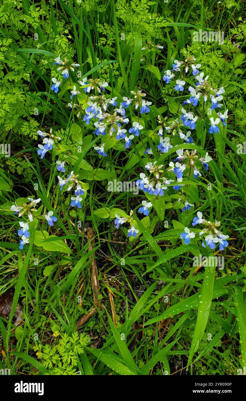 spring blue-eyed Mary (Collinsia verna Stock Photo - Alamy