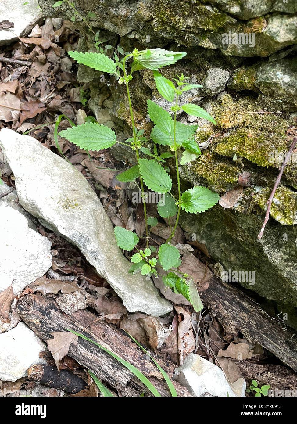 heartleaf nettle (Urtica chamaedryoides Stock Photo - Alamy