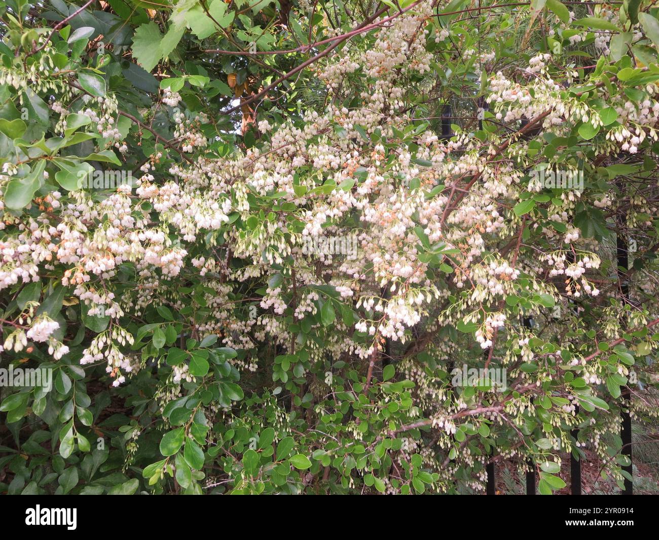 sparkleberry (Vaccinium arboreum Stock Photo - Alamy