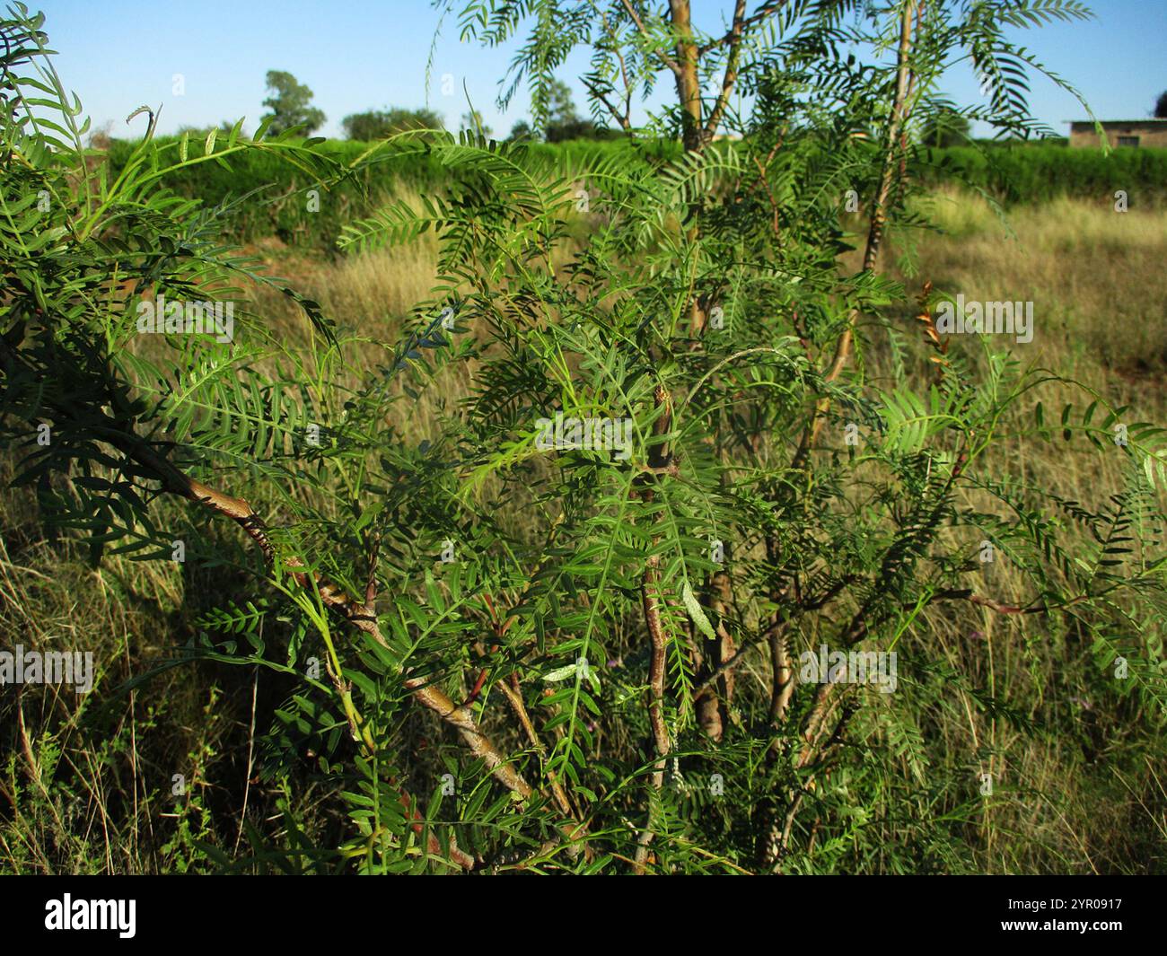 Peruvian Pepper Tree (Schinus molle Stock Photo - Alamy