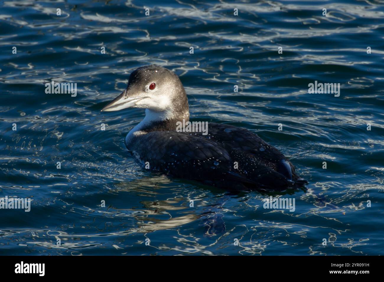Common loon (Gavia immer), South Beach State Park, Newport, Oregon ...