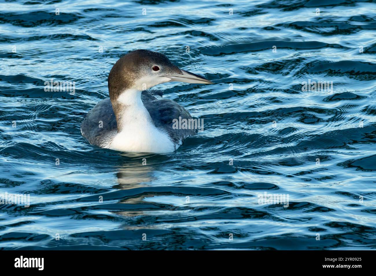 Common loon (Gavia immer), Public Fishing Pier, Newport, Oregon Stock ...
