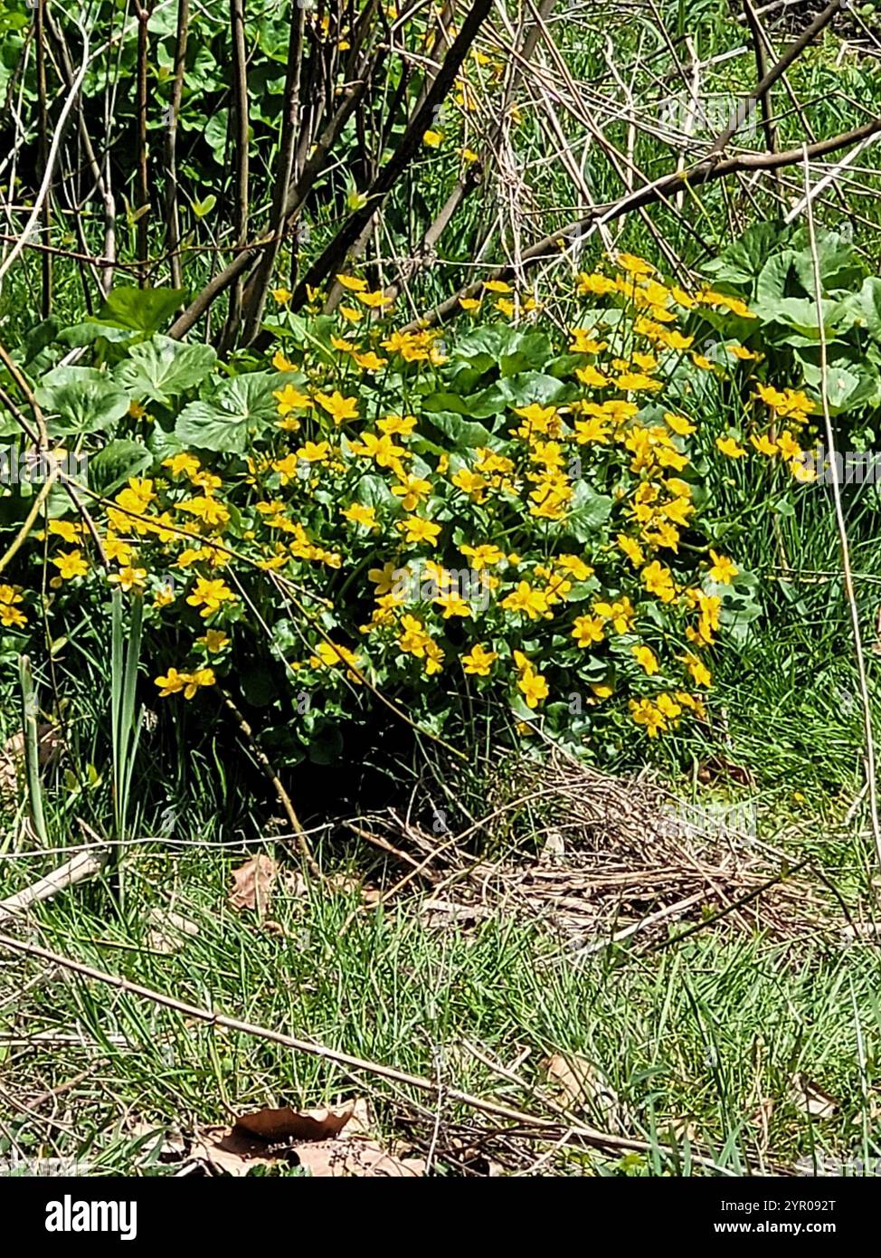 marsh marigold (Caltha palustris Stock Photo - Alamy