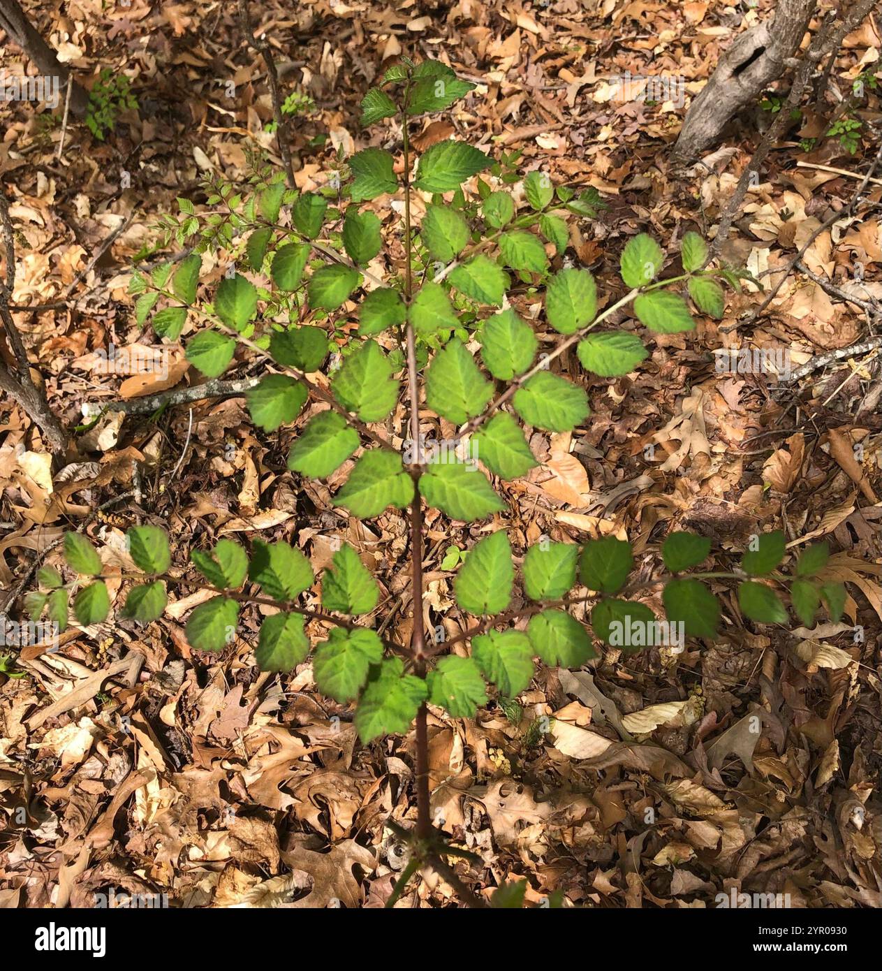 devil's walkingstick (Aralia spinosa Stock Photo - Alamy