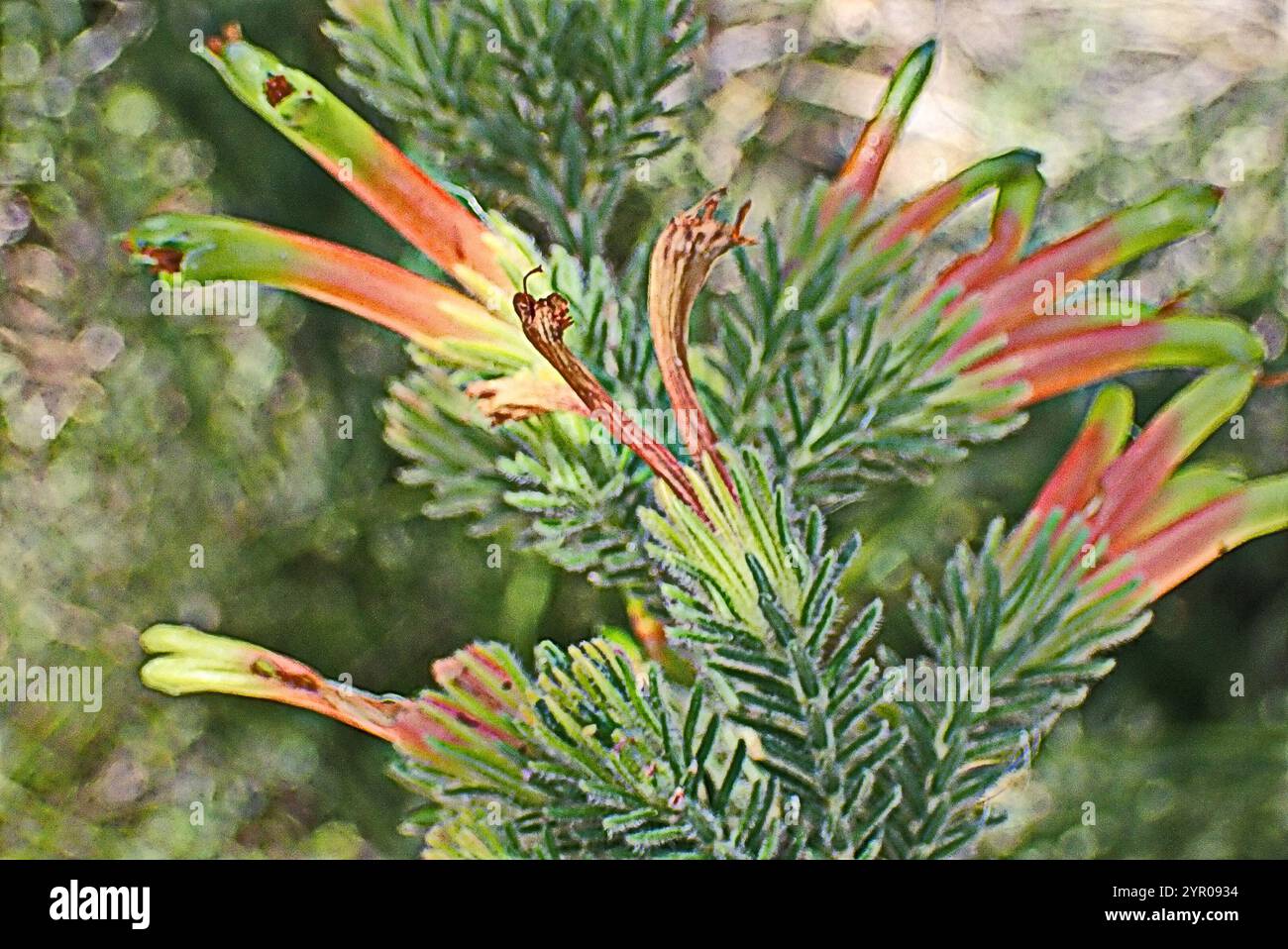 Two Onecolour Heath (Erica unicolor mutica Stock Photo - Alamy