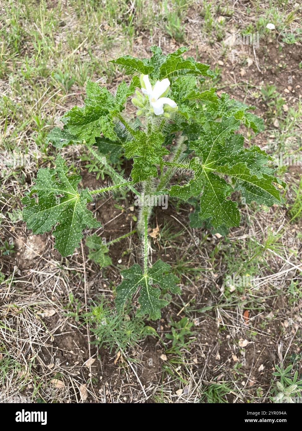 Texas Bull Nettle (Cnidoscolus texanus Stock Photo - Alamy