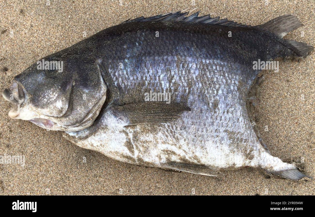 Blue Moki (Latridopsis ciliaris Stock Photo - Alamy