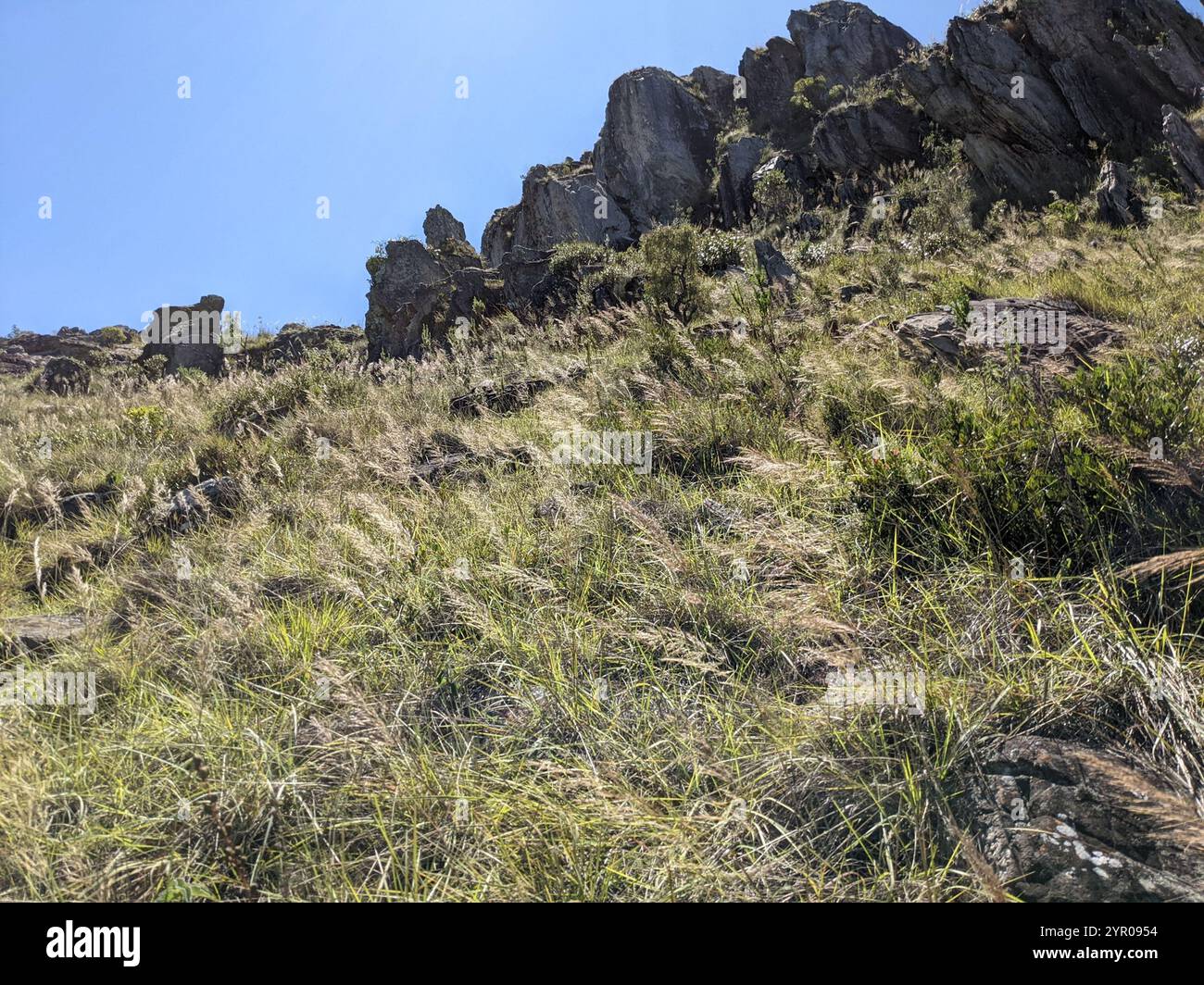 Common Russet Grass (Loudetia simplex Stock Photo - Alamy