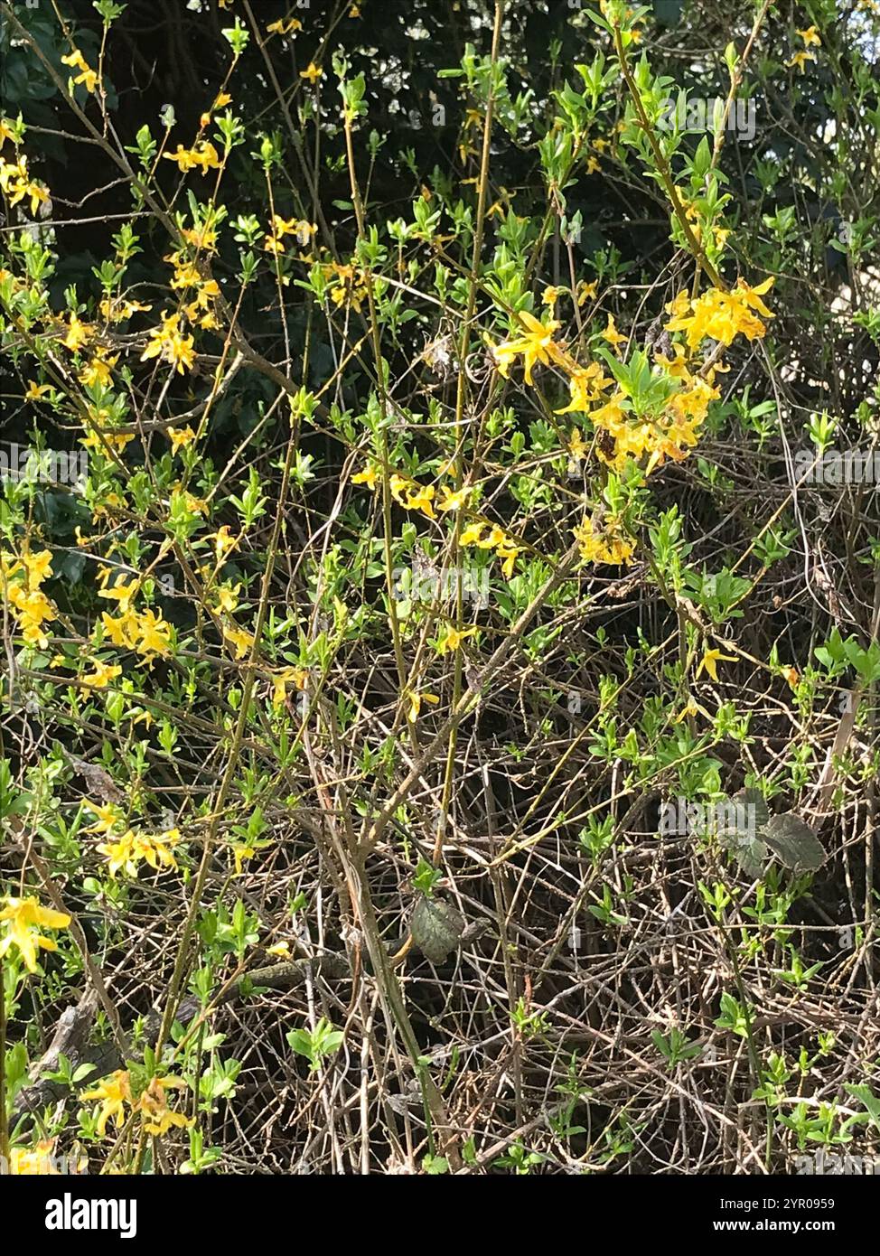 yellow archangel (Lamium galeobdolon Stock Photo - Alamy