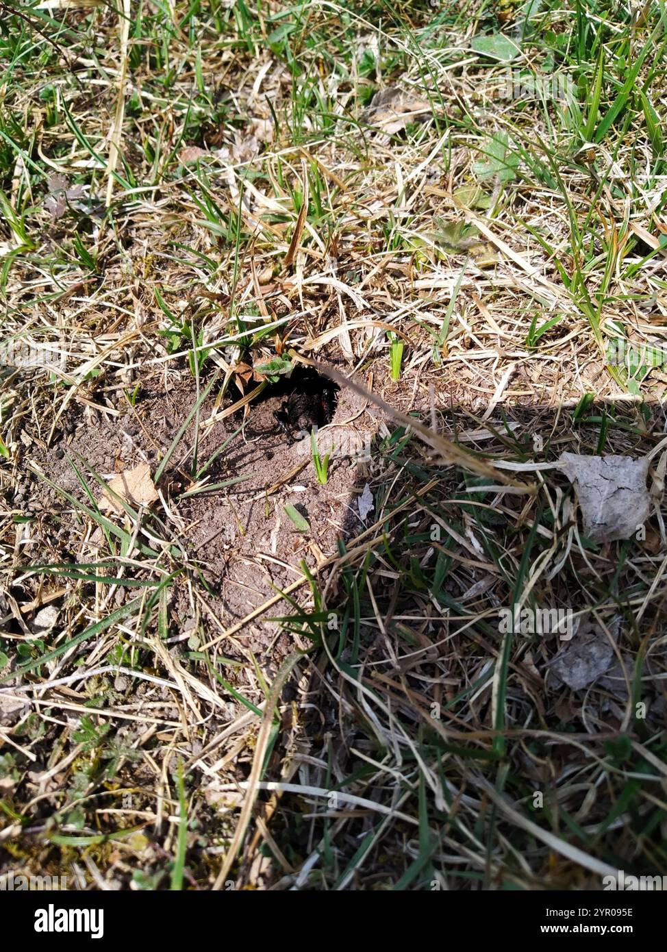 European Field Cricket (Gryllus campestris Stock Photo - Alamy