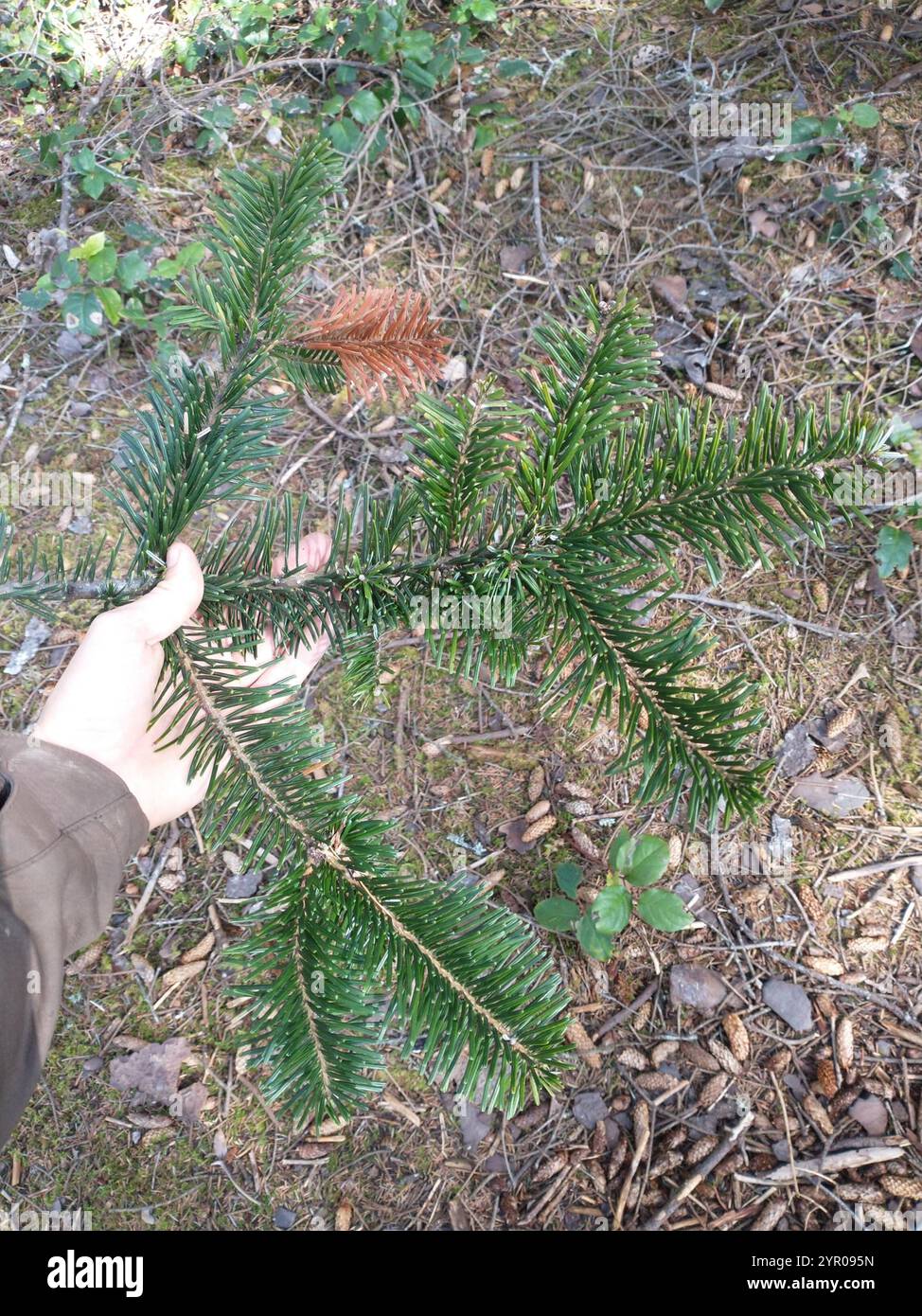 grand fir (Abies grandis Stock Photo - Alamy