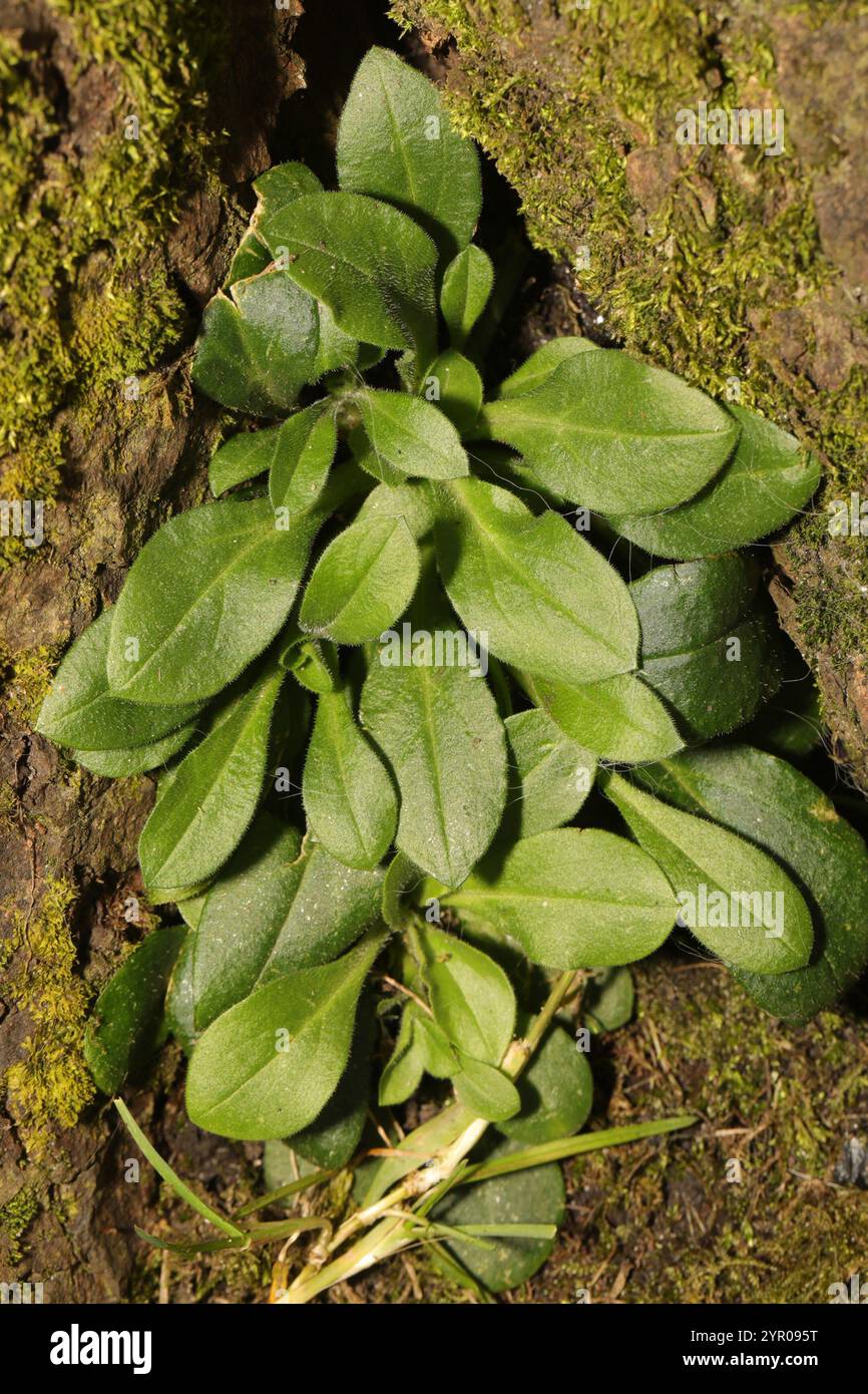 Common mouse-ear chickweed (Cerastium fontanum Stock Photo - Alamy